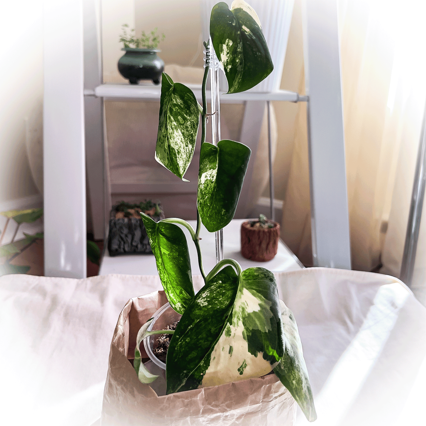 Scindapsus Mangurai, Scindapsus Mangurianus – ProtoLeaf