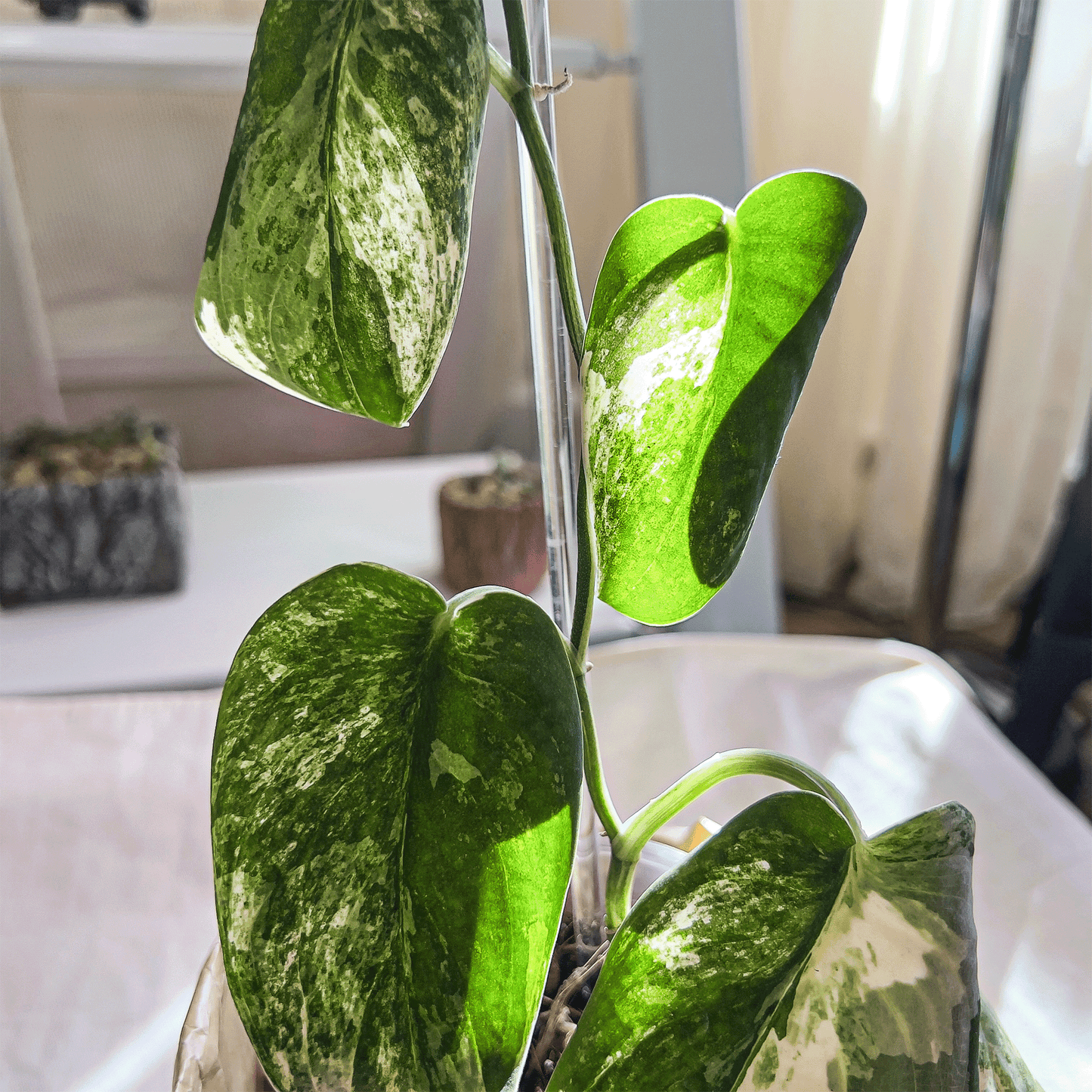 Scindapsus Mangurai, Scindapsus Mangurianus – ProtoLeaf