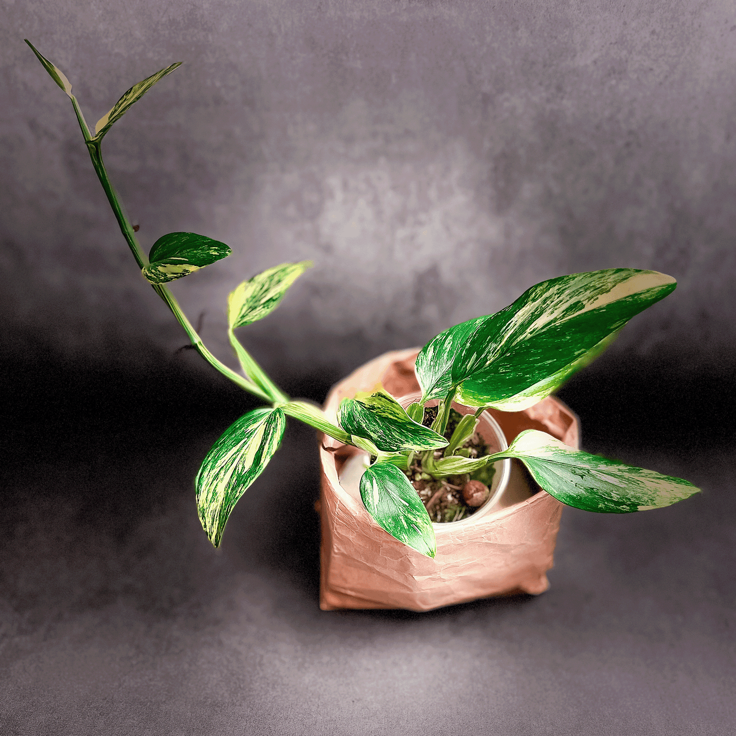 Monstera Standleyana Aurea | Monstera Standleyana – ProtoLeaf