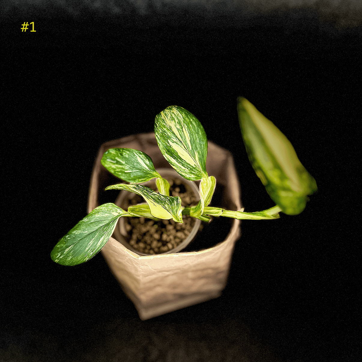 Monstera Standleyana Aurea | Monstera Standleyana – ProtoLeaf