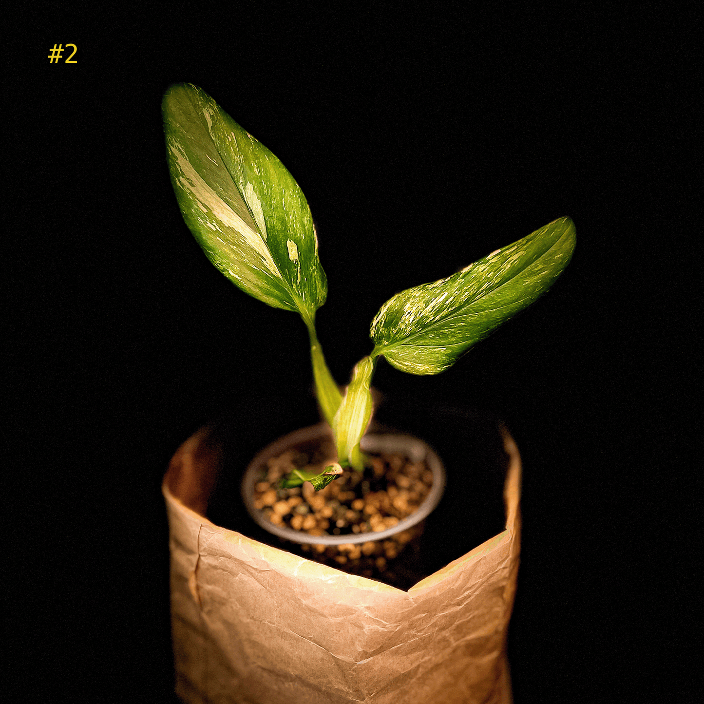 Monstera Standleyana Aurea | Monstera Standleyana – ProtoLeaf