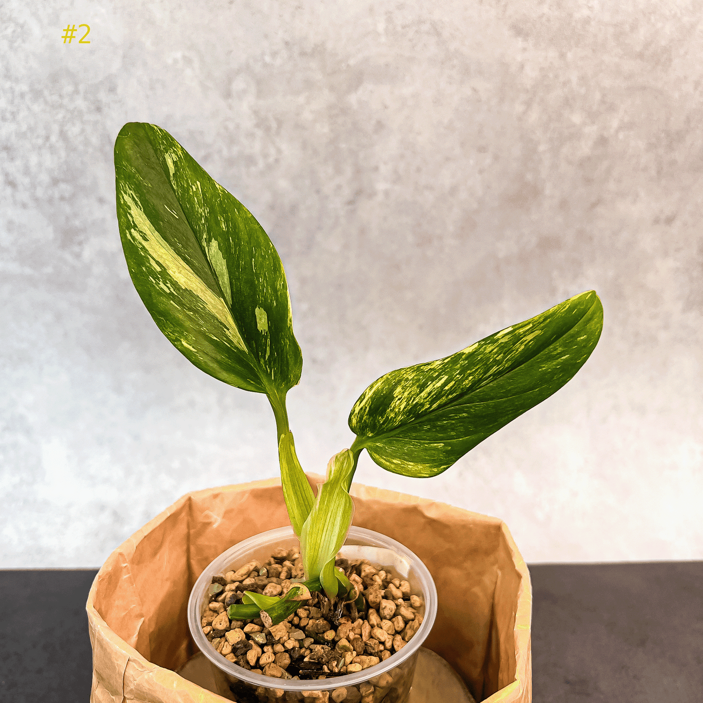 Monstera Standleyana Aurea | Monstera Standleyana – ProtoLeaf