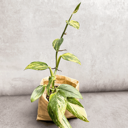 Monstera Standleyana Aurea | Monstera Standleyana – ProtoLeaf