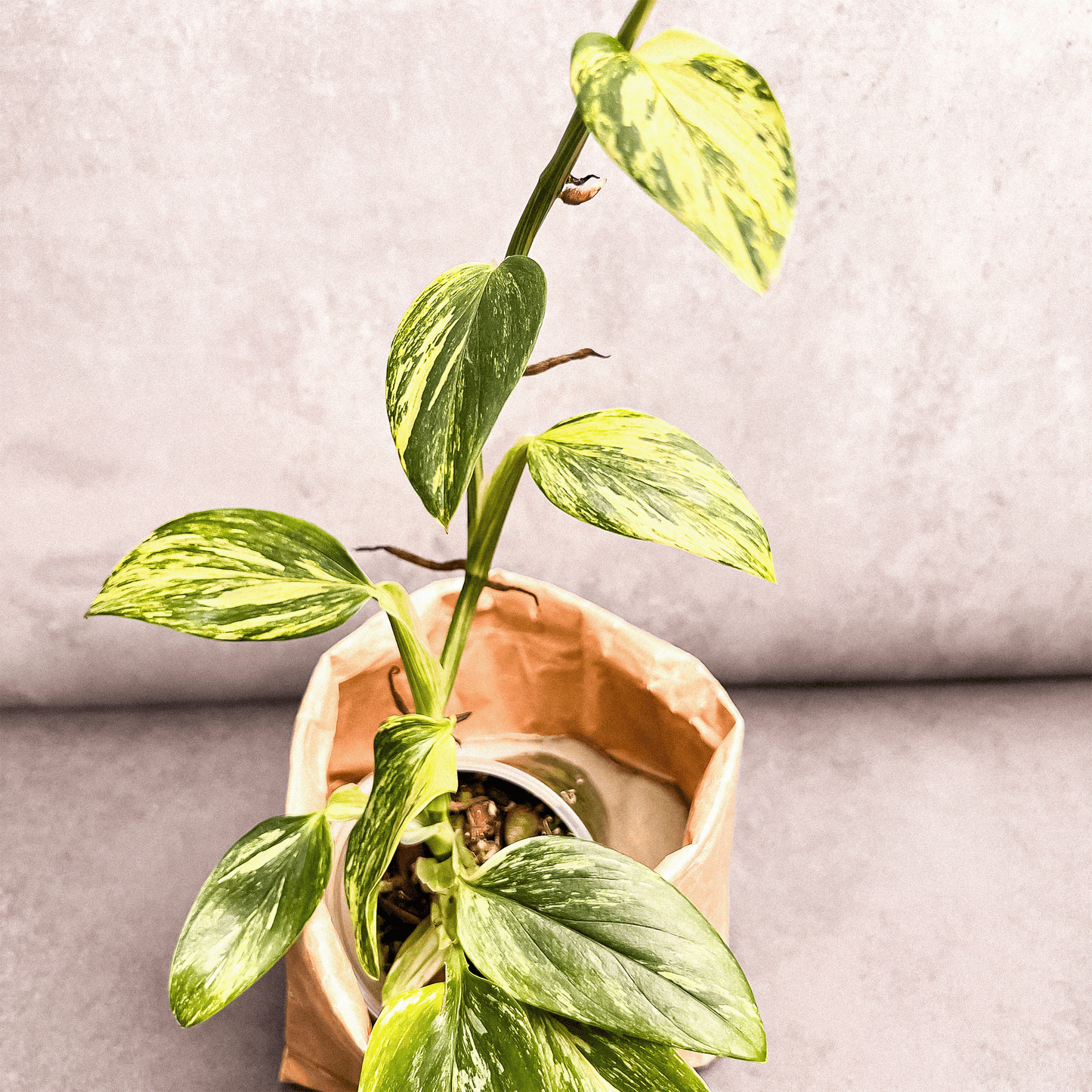 Monstera Standleyana Aurea | Monstera Standleyana – ProtoLeaf