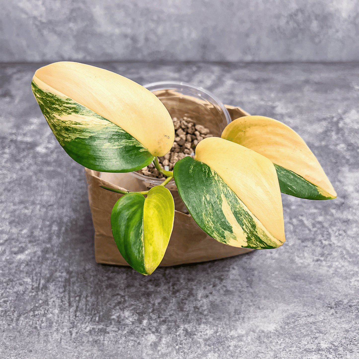 Scindapsus Treubii Rubicon Moonlight – ProtoLeaf