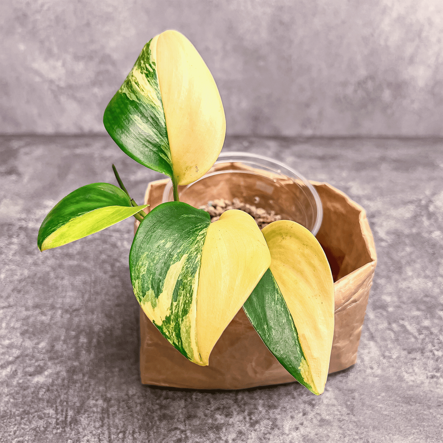 Scindapsus Treubii Rubicon Moonlight – ProtoLeaf