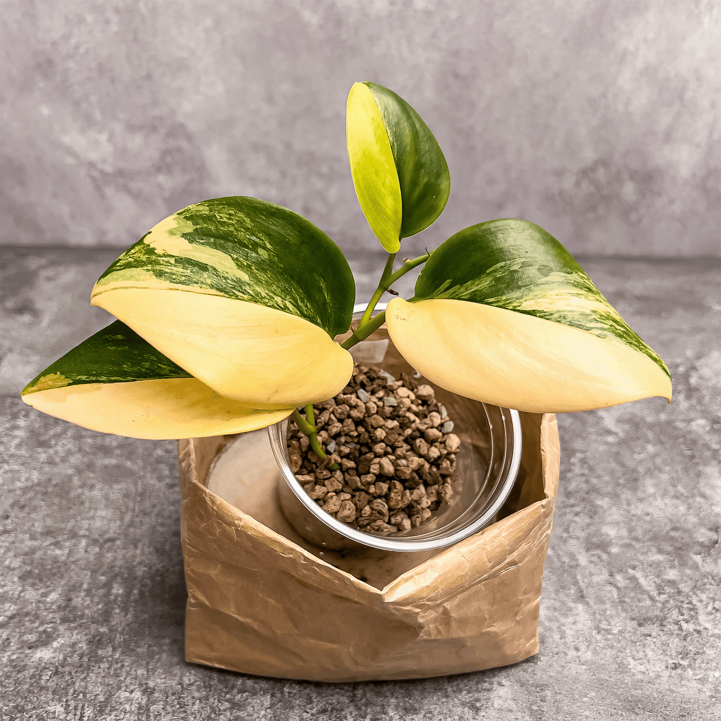 Scindapsus Treubii Rubicon Moonlight – ProtoLeaf