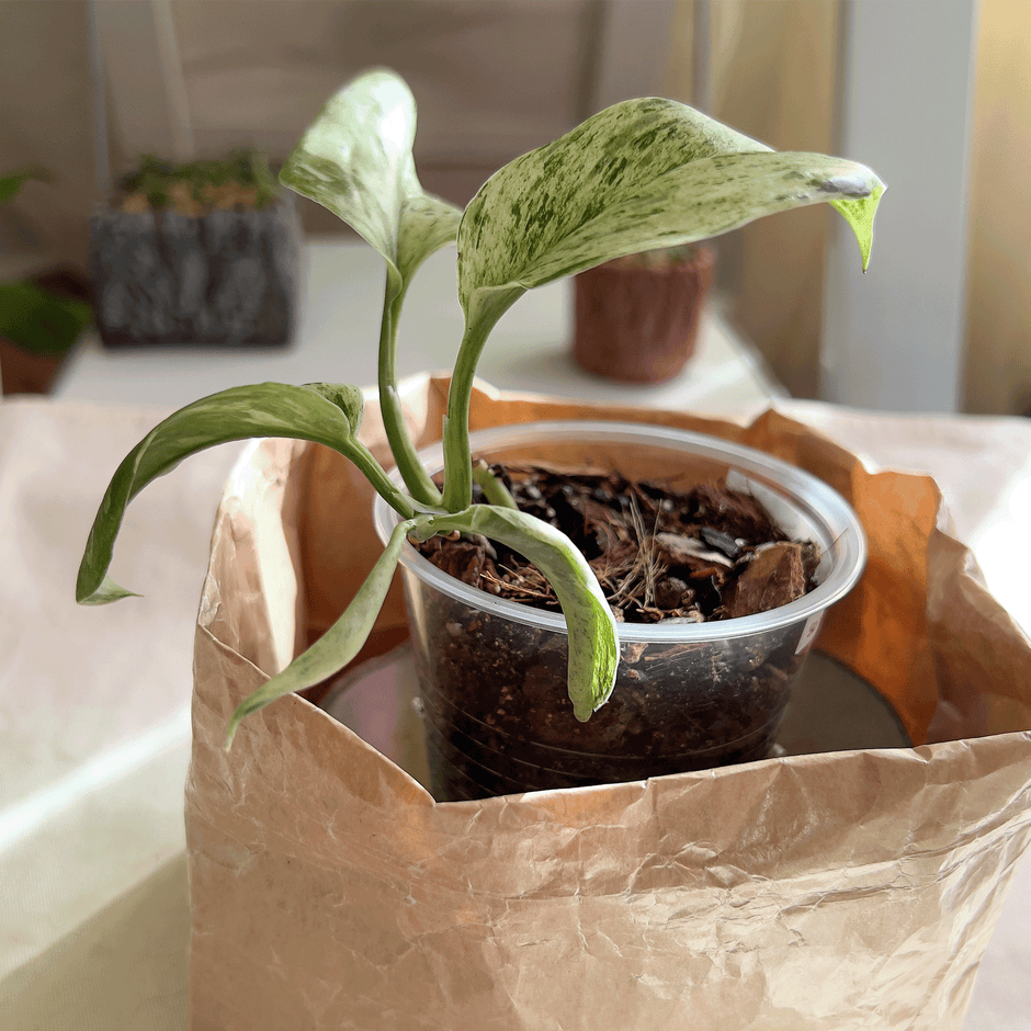 All indoor plants | Buy Plants Online Canada – ProtoLeaf