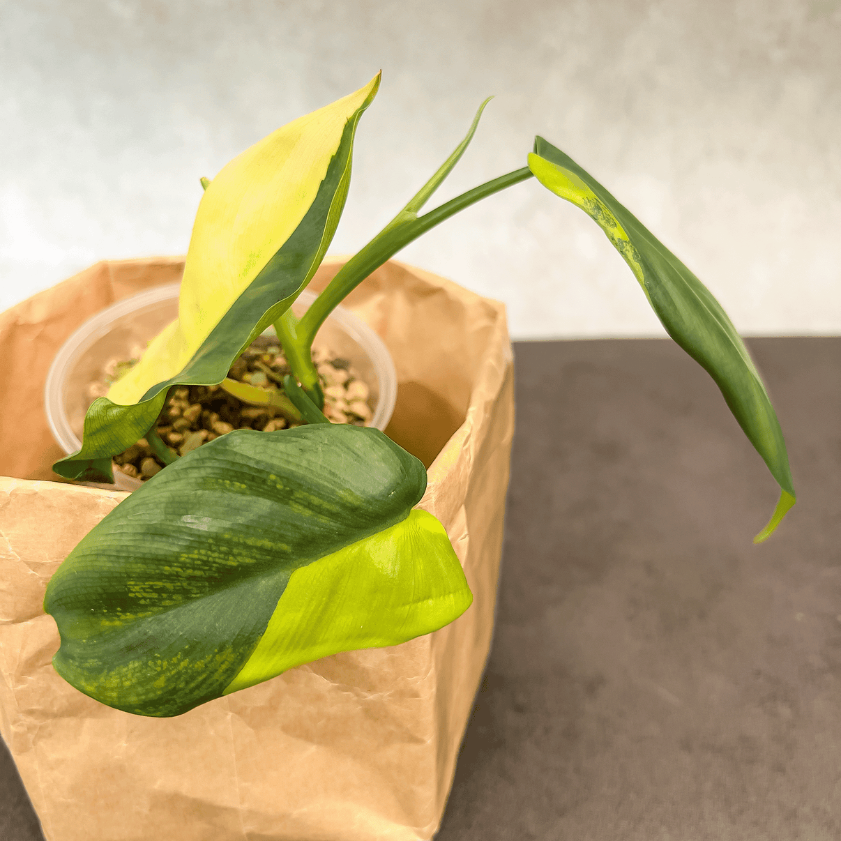 Philodendron Golden Violin | Golden Violin Philodendron – ProtoLeaf