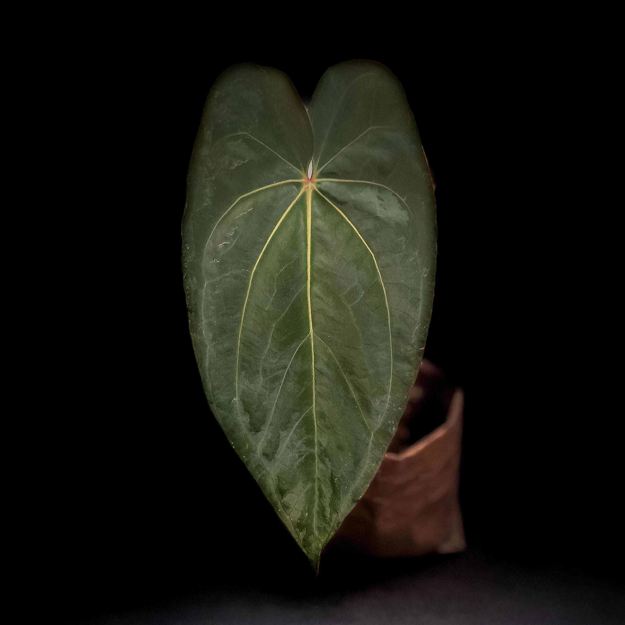 Anthurium Dark Phoenix x Papillilaminum Xone – ProtoLeaf