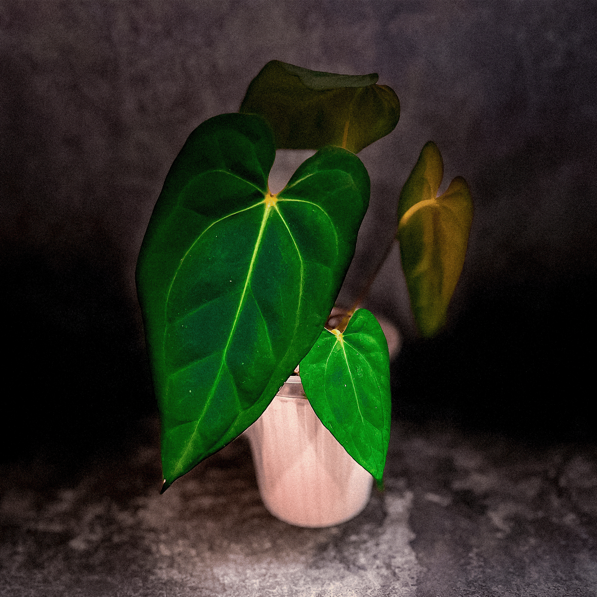 All indoor plants | Buy Plants Online Canada – ProtoLeaf
