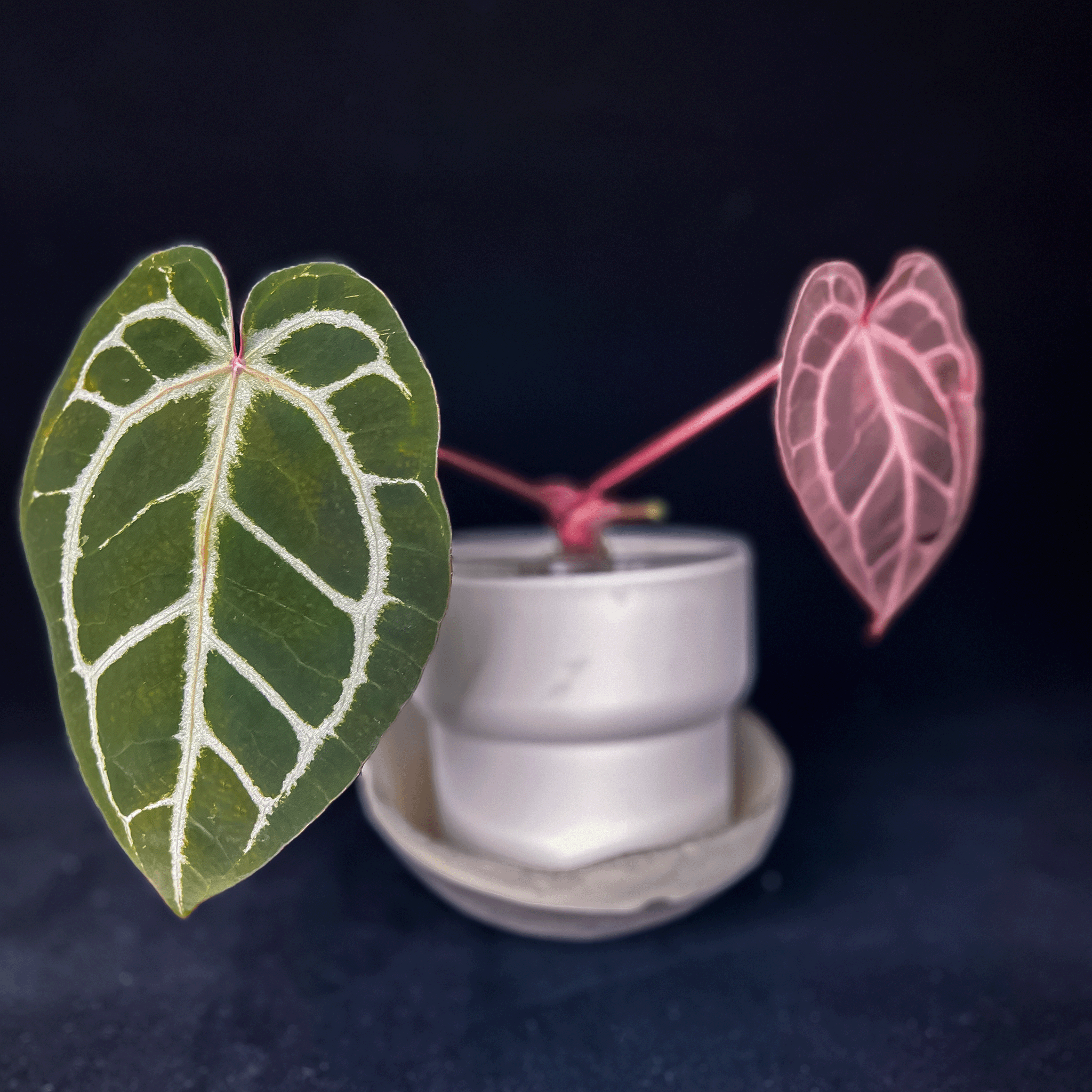 ANTHURIUM MICHELLE X ZARA | Best Anthurium Store – ProtoLeaf