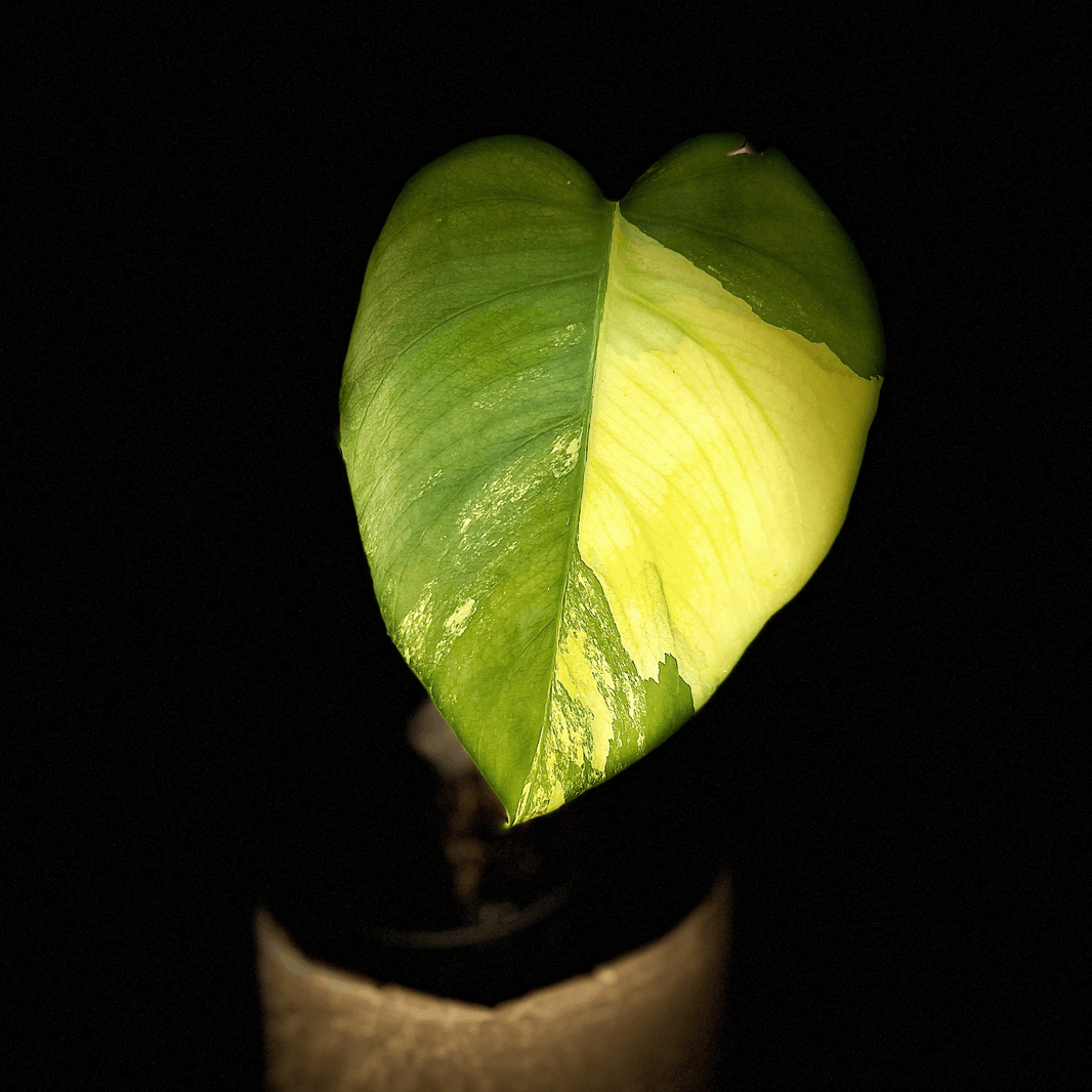 Buy Rare plants, variegated plants online – ProtoLeaf