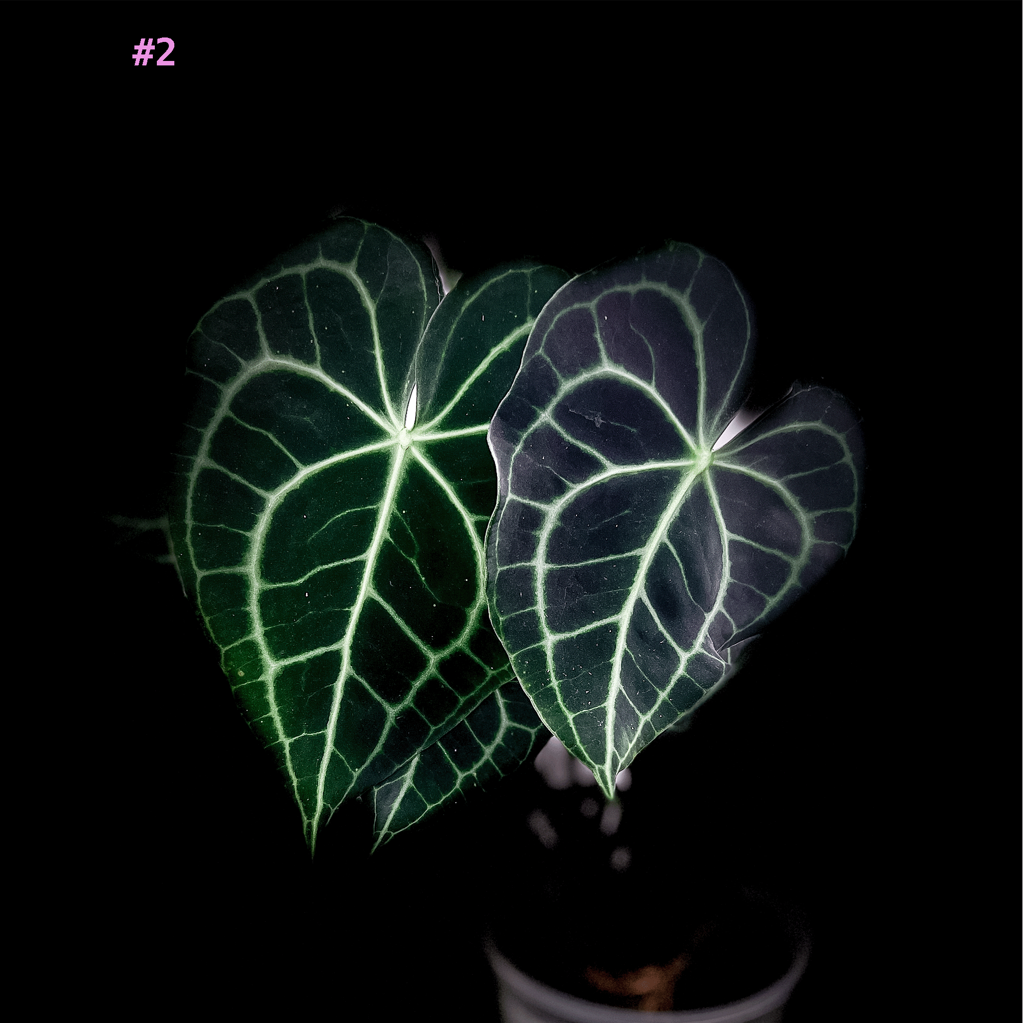 Anthurium Clarinervium | Buy Anthurium online Canada – ProtoLeaf