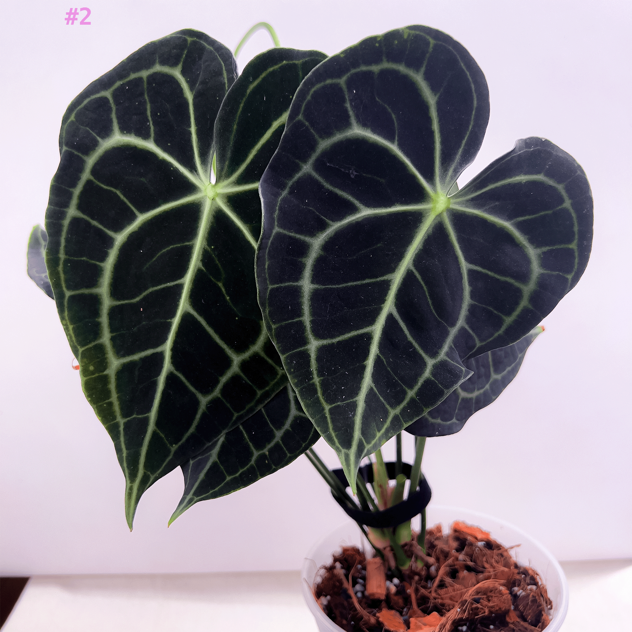 Anthurium Clarinervium | Buy Anthurium online Canada – ProtoLeaf