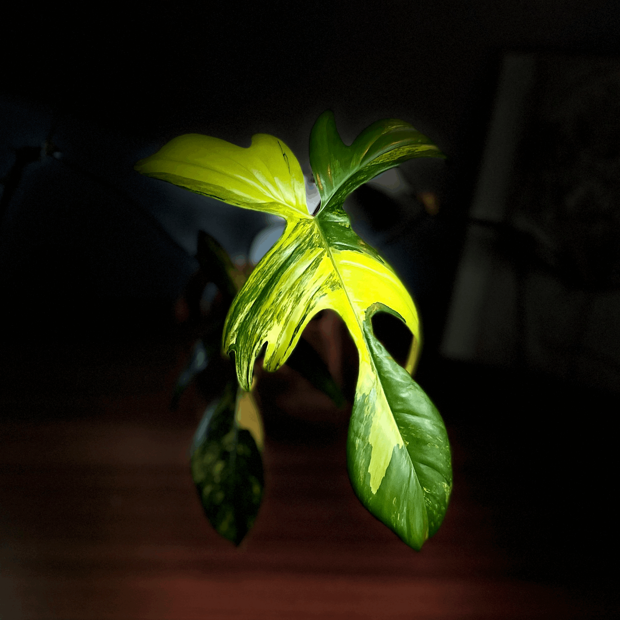 Philodendron Florida Beauty | Philodendron Store – ProtoLeaf