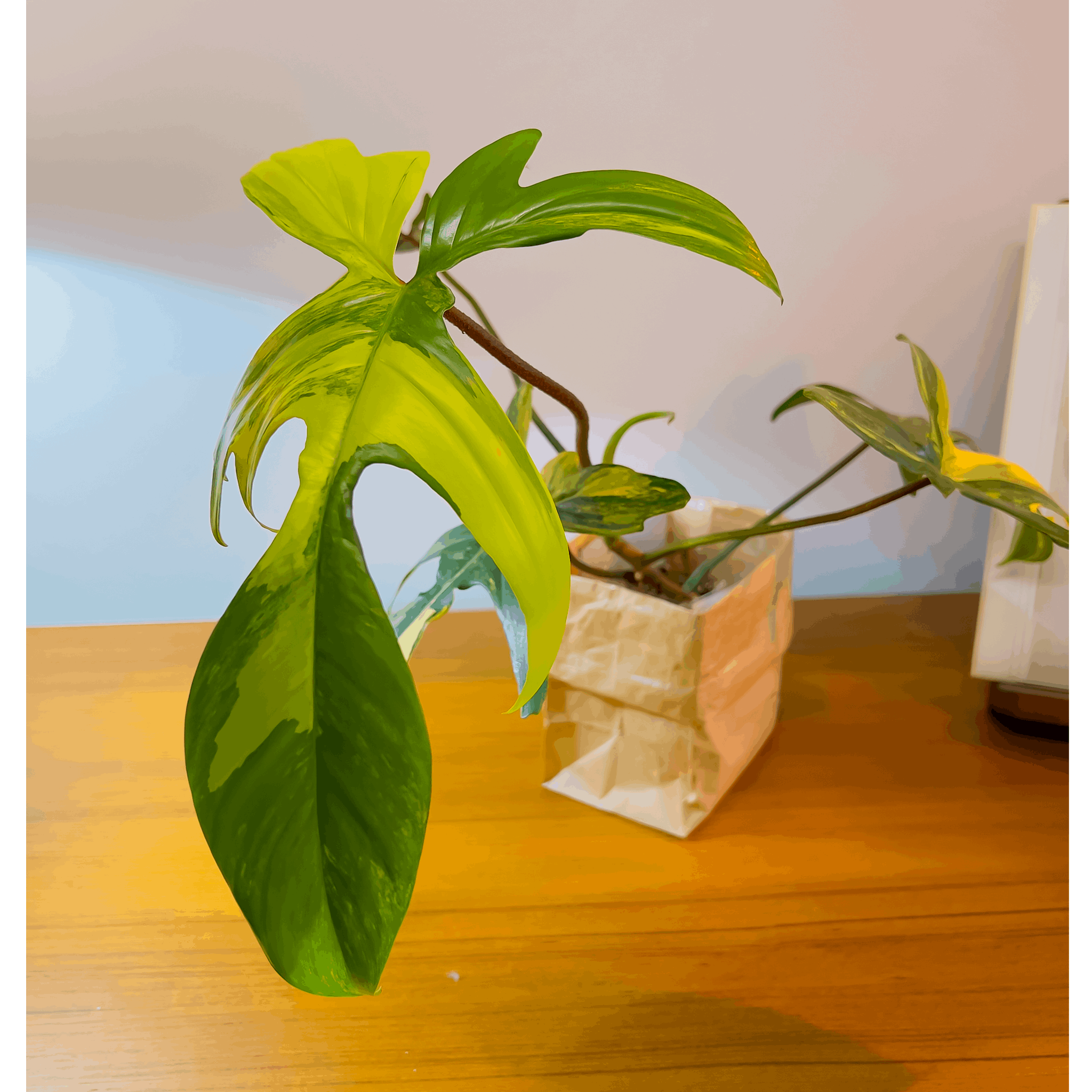 Philodendron Florida Beauty | Philodendron Store – ProtoLeaf