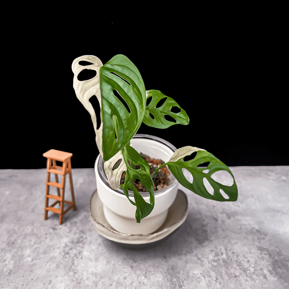 Buy Rare plants, variegated plants online – ProtoLeaf