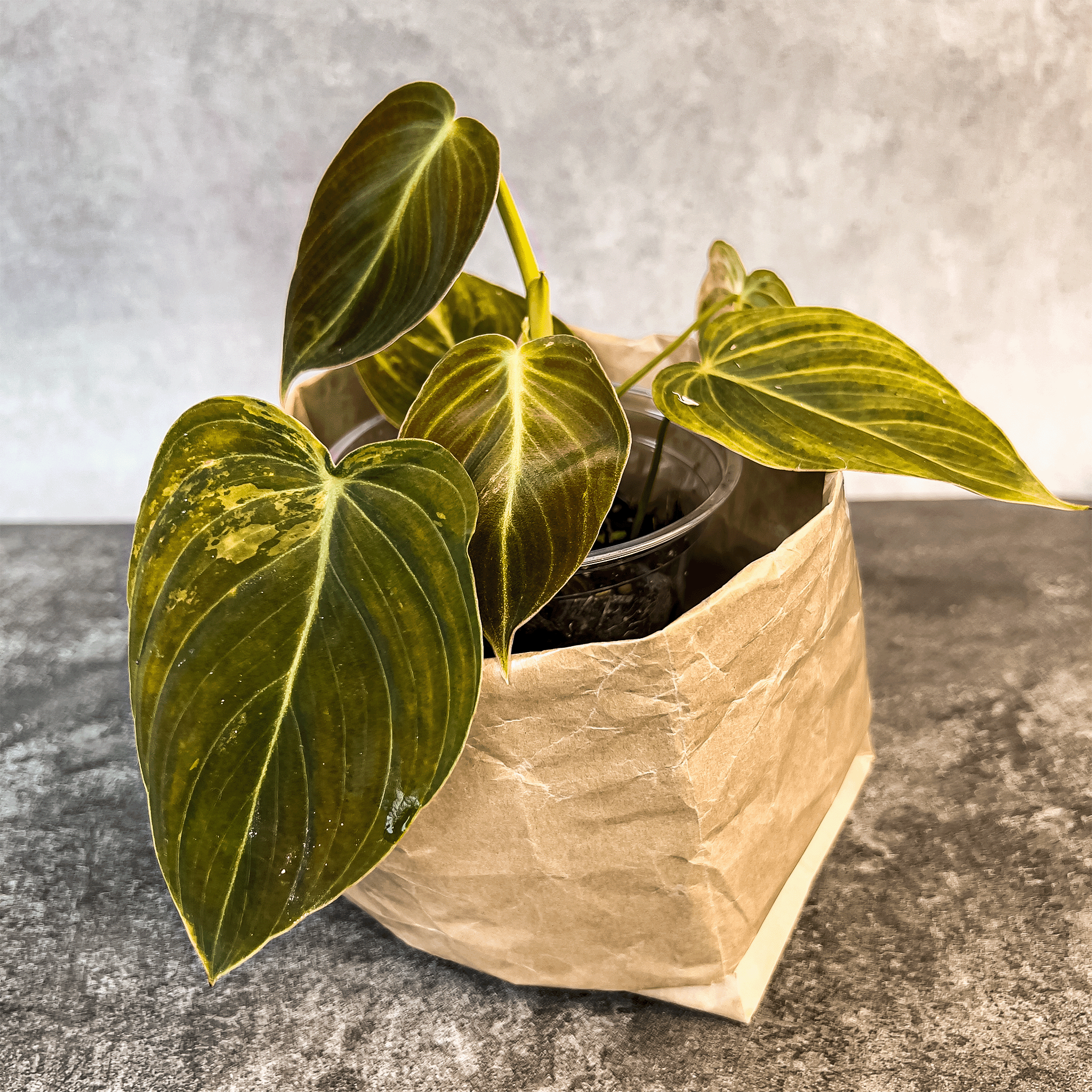 Philodendron Melanochrysum | Philodendron – ProtoLeaf