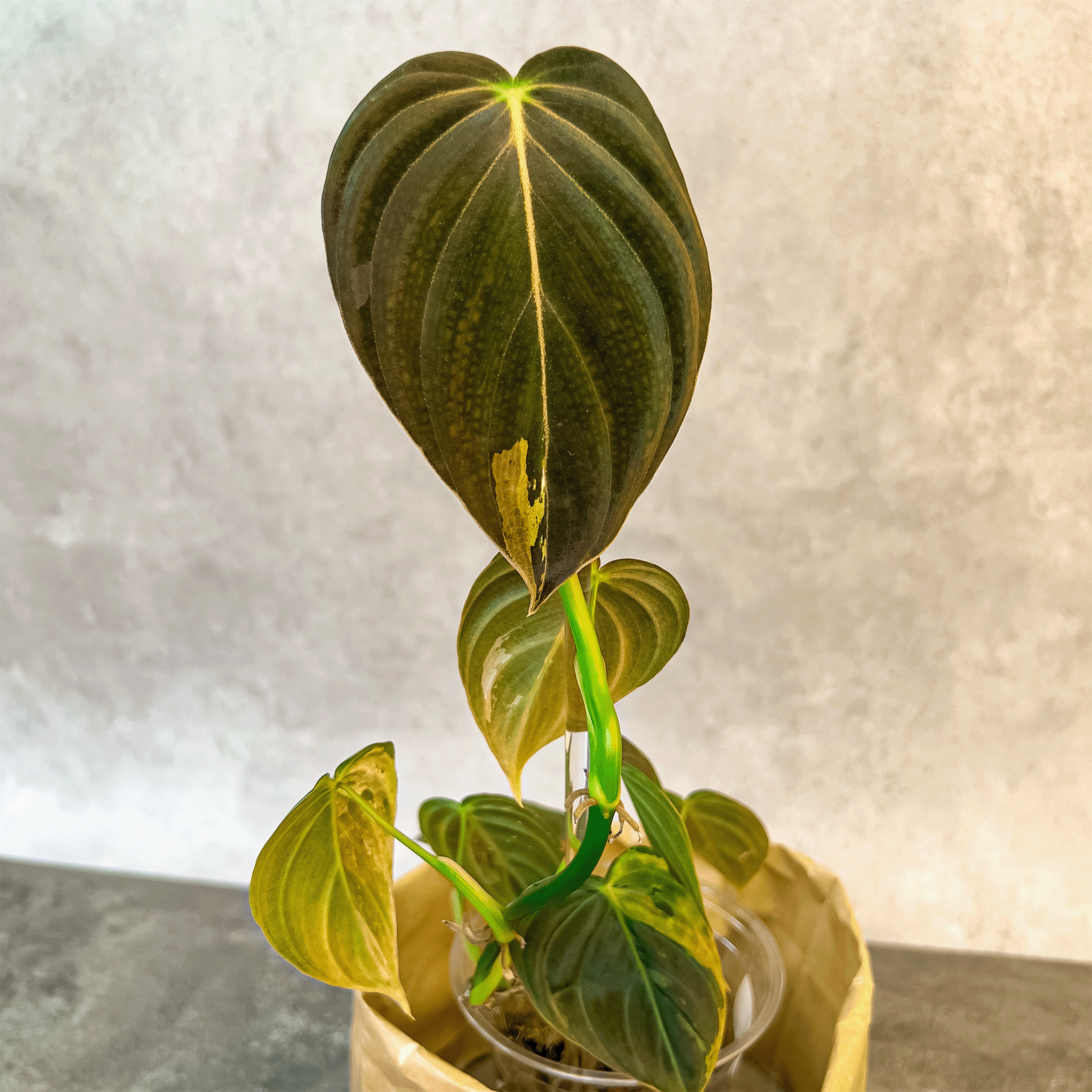 Philodendron Melanochrysum | Philodendron – ProtoLeaf