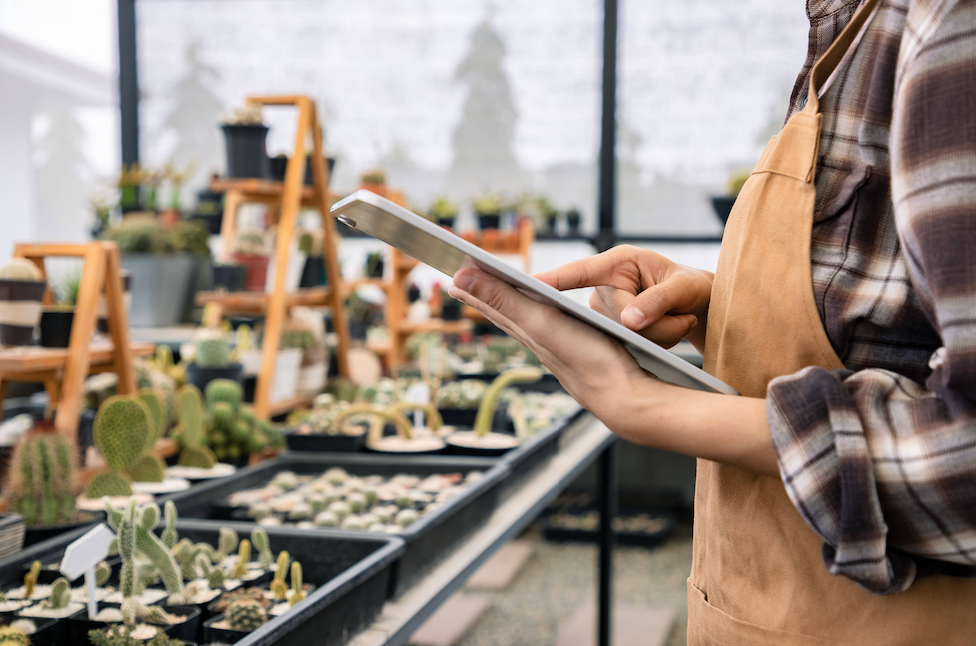 Tropical Plants Online Canada |Plant Store|Best Anthurium Store Canada – ProtoLeaf