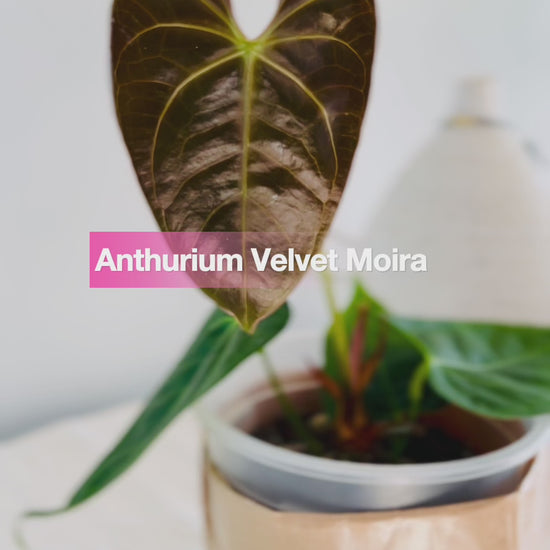 Anthurium Velvet Moira | Plant Store – ProtoLeaf