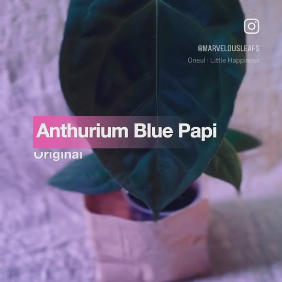 Anthurium Blue Papillilaminum Original |Anthurium Papillilaminum – ProtoLeaf