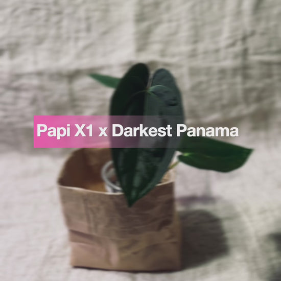 Anthurium Papillilaminum X1 x Darkest Panama – ProtoLeaf