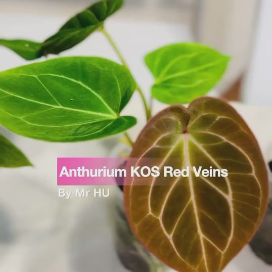 Anthurium King of Spades (KOS) – ProtoLeaf