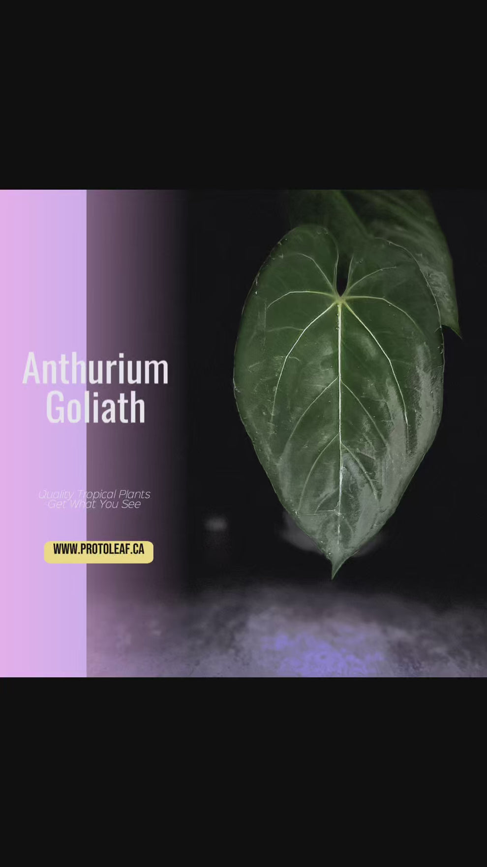 Anthurium Goliath – ProtoLeaf