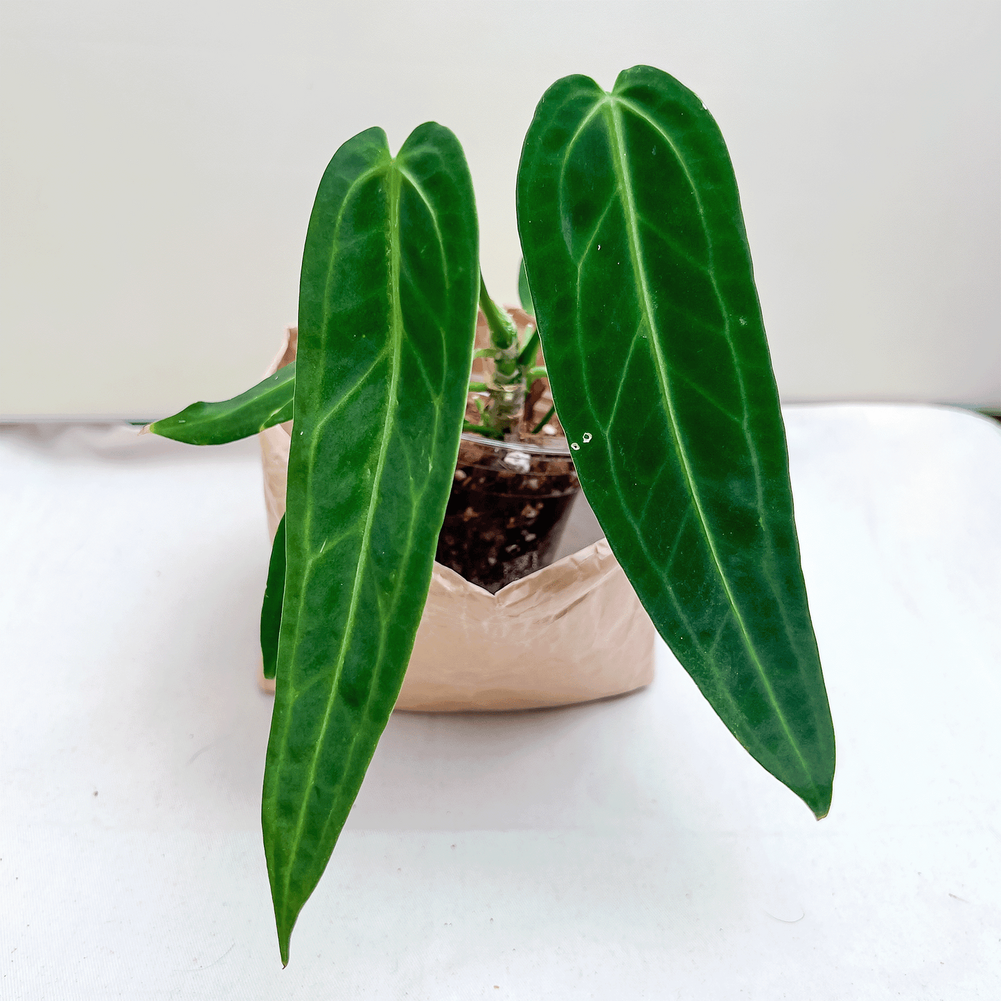 Anthurium Warocqueanum – ProtoLeaf