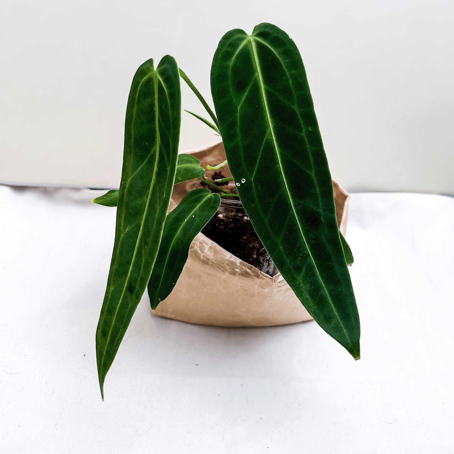 Anthurium Warocqueanum – ProtoLeaf